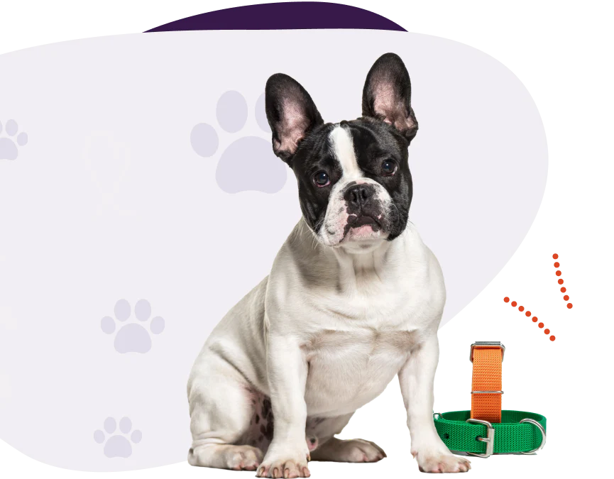 Your Destination for Quality Pet Products – Petjoyoutlet
